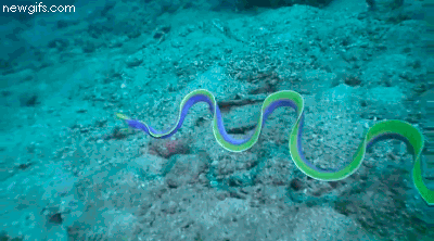 This graceful ribbon eel | Oddly Satisfying GIFs | POPSUGAR Tech Photo 11