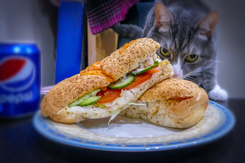 Photos of Man Eating Meals With His Cat | POPSUGAR Pets