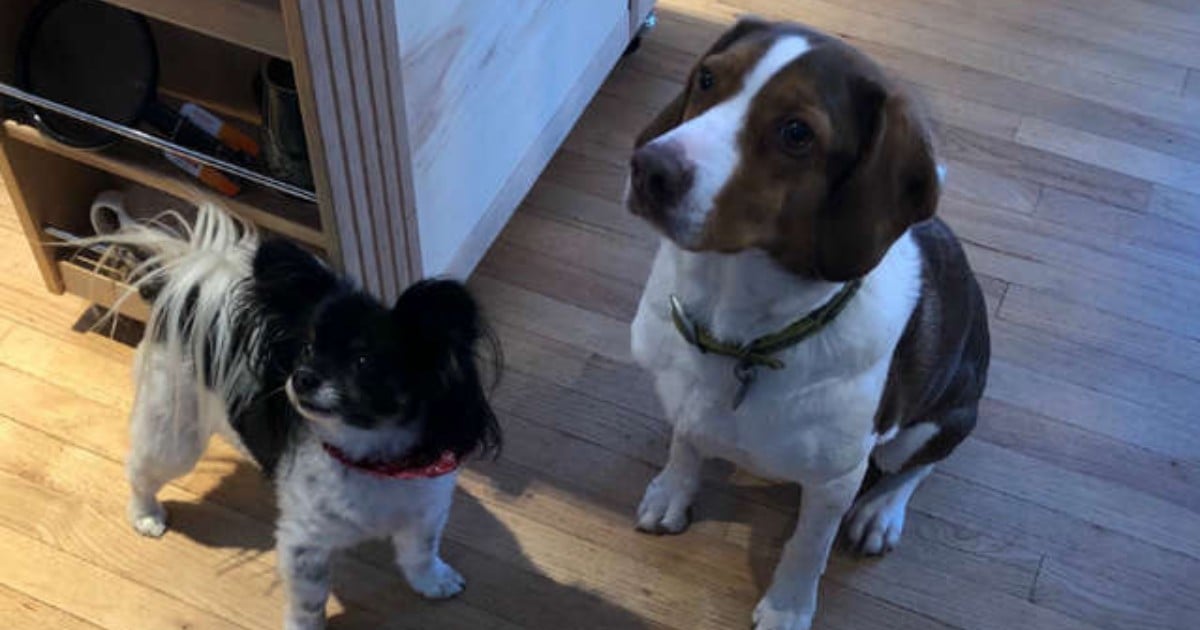 Dogs Call Police 16 Times | POPSUGAR Family