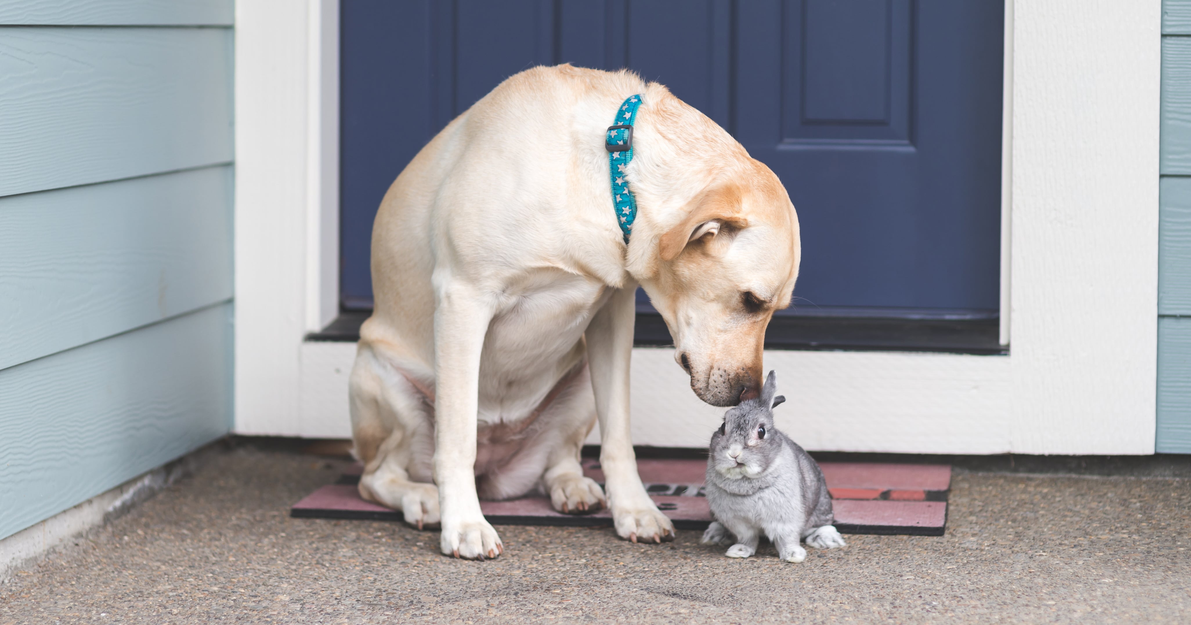 The 9 Small Pets That Are Good to Have With Dogs | POPSUGAR Pets