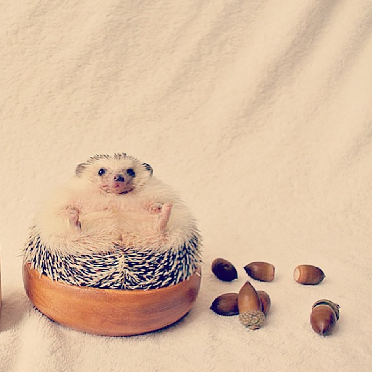 Marutaro the Hedgehog Instagram | PS Tech