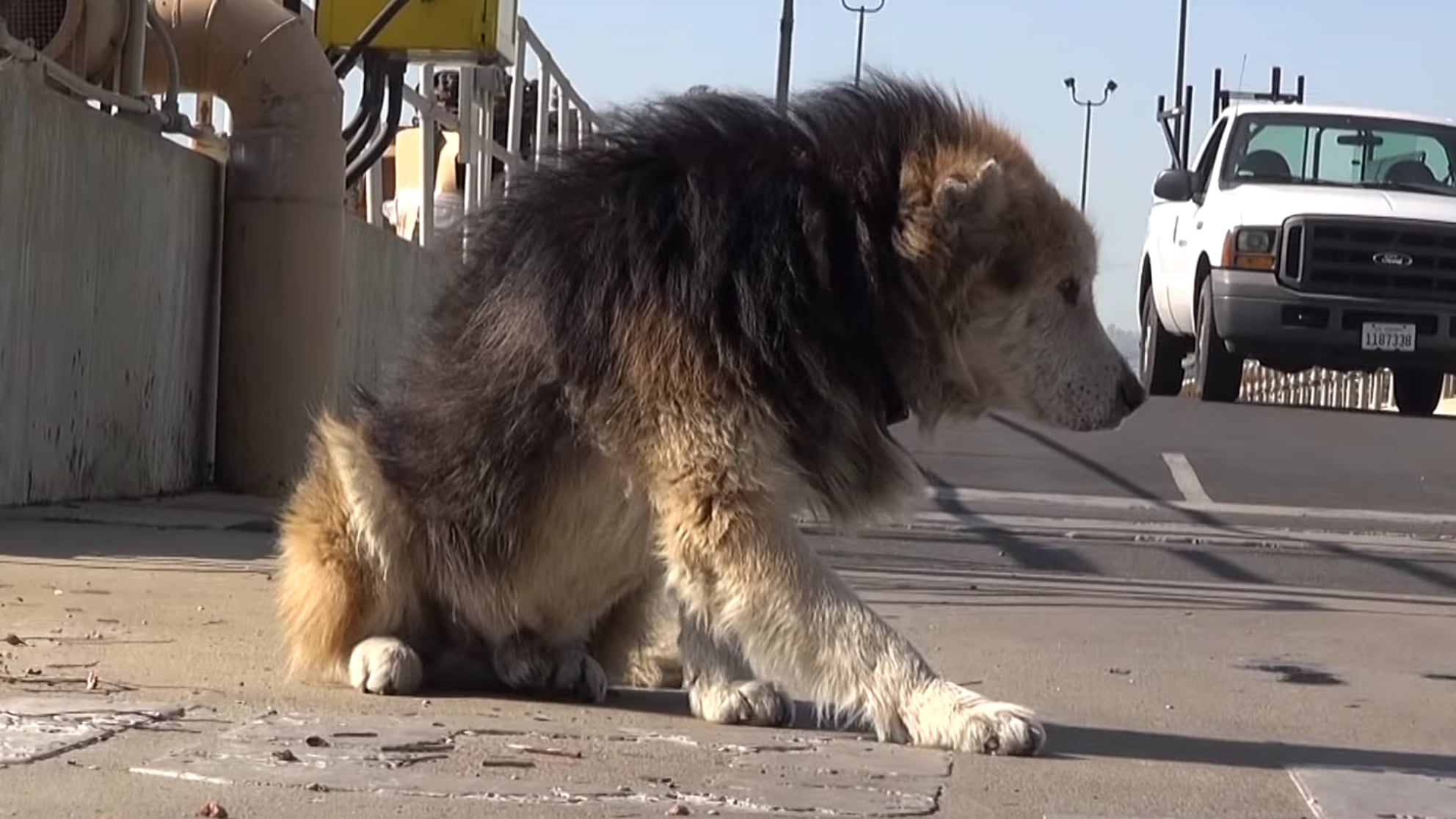 Dog Rescued From Water Treatment Plant | Video | PS Pets