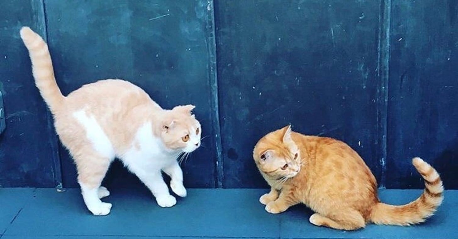 Ed Sheeran's Cat Instagram | PS Celebrity
