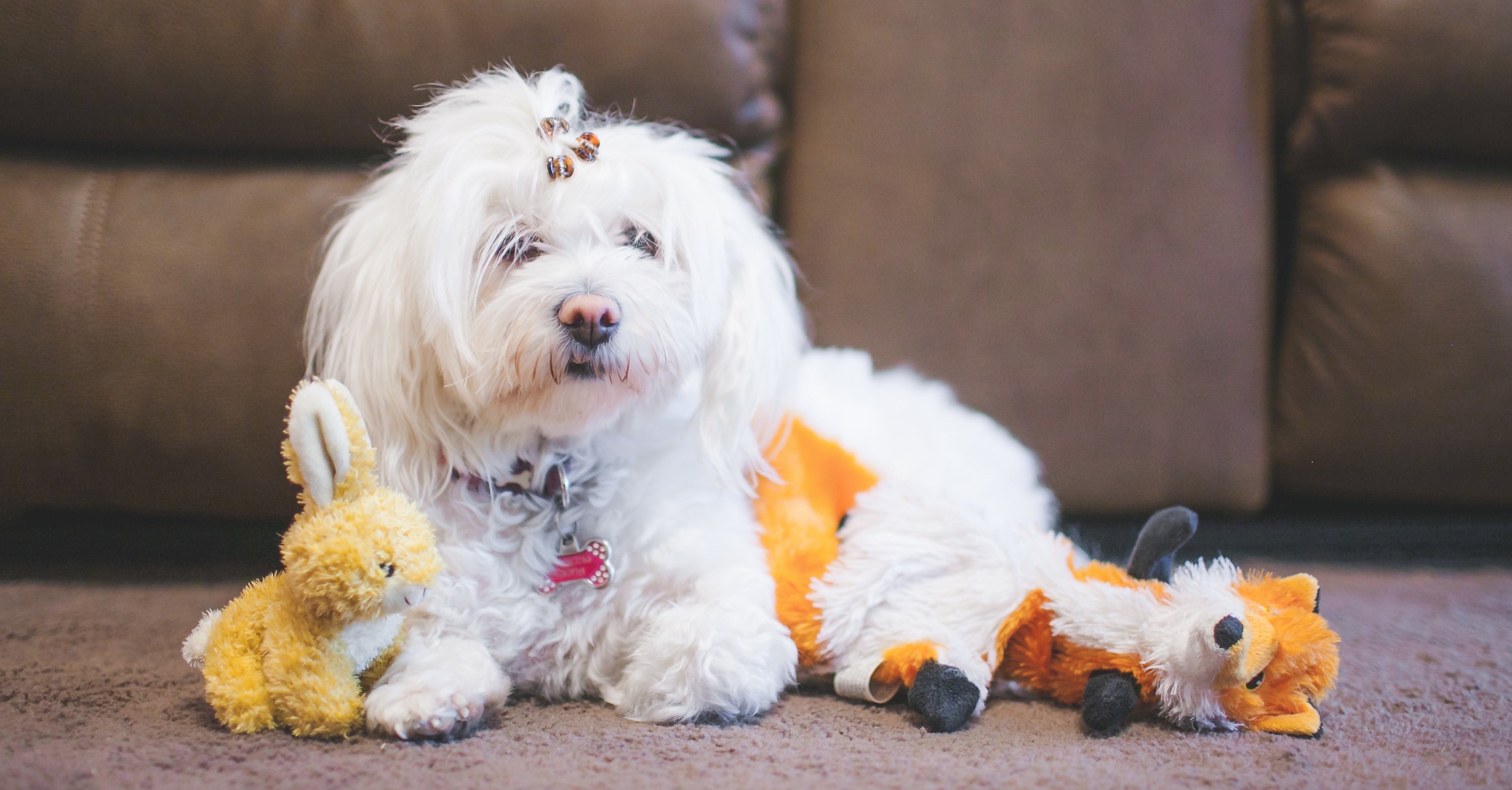 Books to Help Your Kid Cope With the Death of a Pet | PS Family