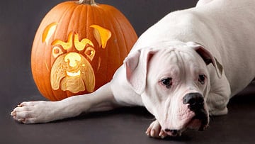 Downloadable Dog Breed Pumpkin Stencils | PS Pets