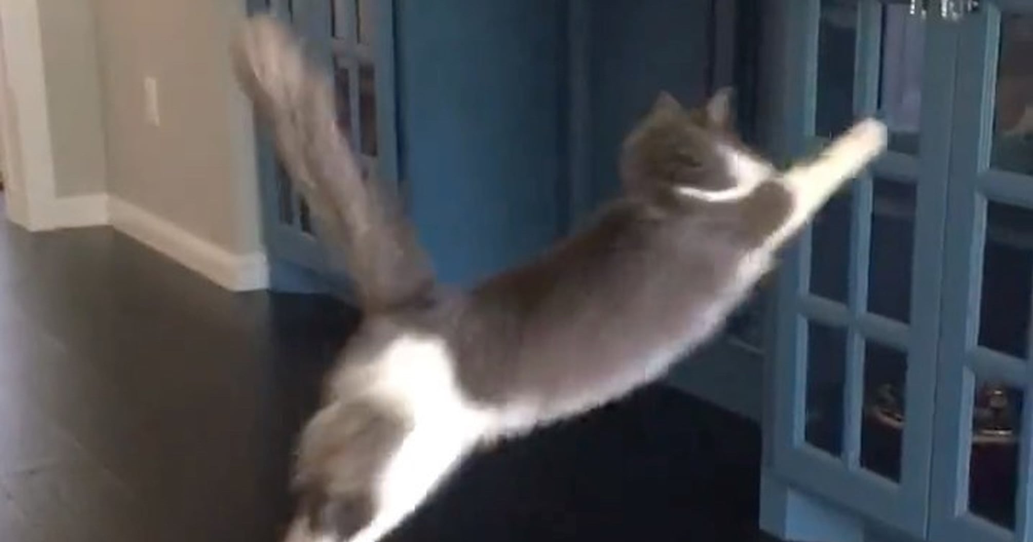 cat jumping with filter