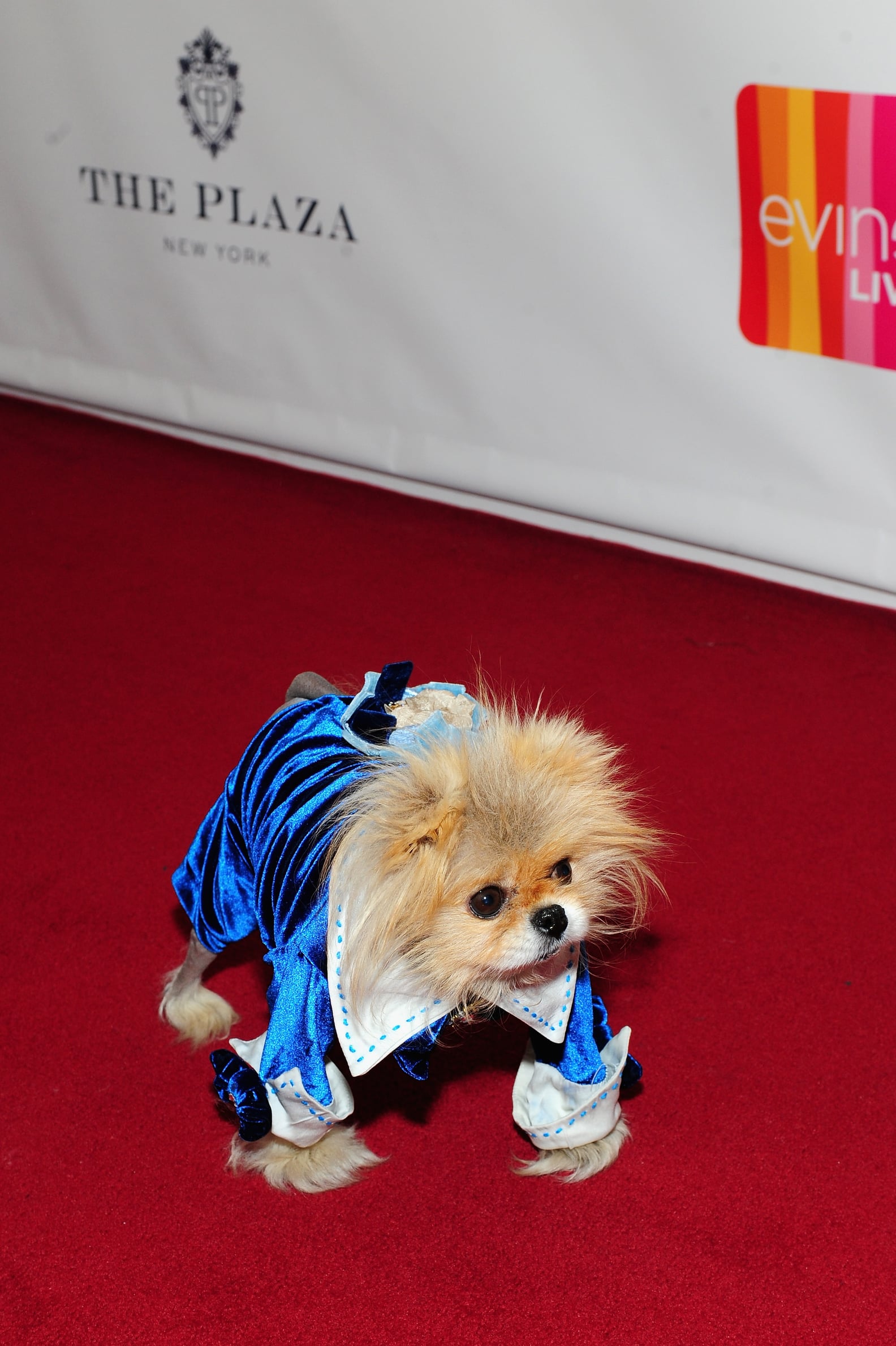 Lisa Vanderpump's Dog Giggy on Red Carpet | PS Pets