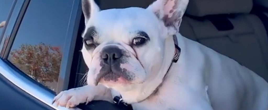 French Bulldogs | POPSUGAR Pets