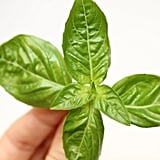 How to Grow Basil From Cuttings | POPSUGAR Home