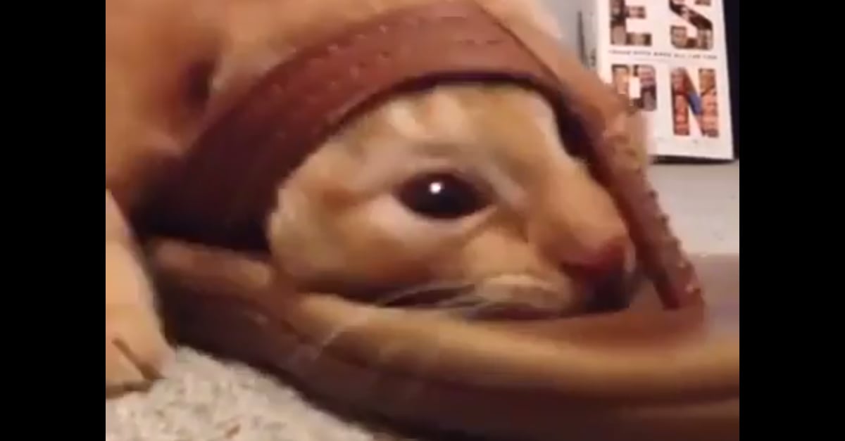 Cat Stuck in Shoe | Video | PS Pets