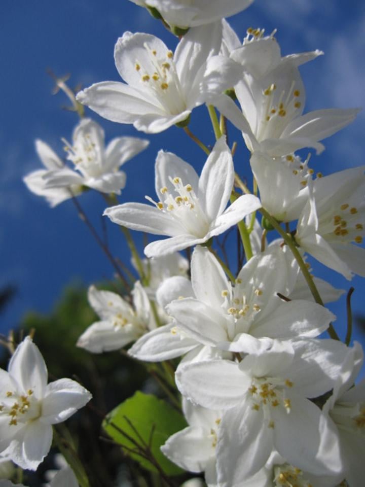 white flowers | White Buddha Photo 2
