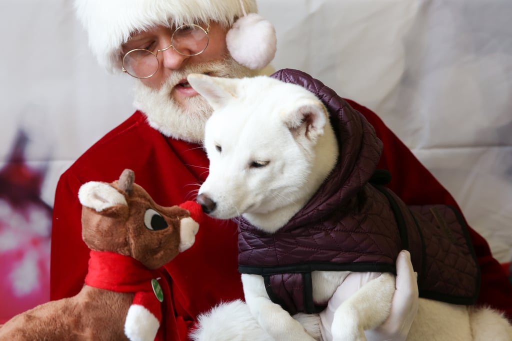 Pets Meeting Santa | POPSUGAR Pets