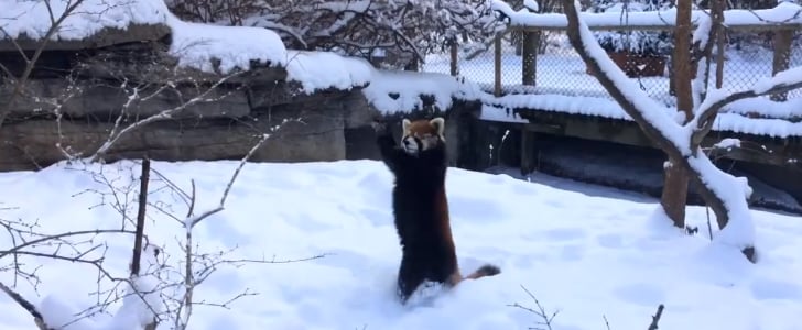 Red Pandas Playing in the Snow | POPSUGAR Tech