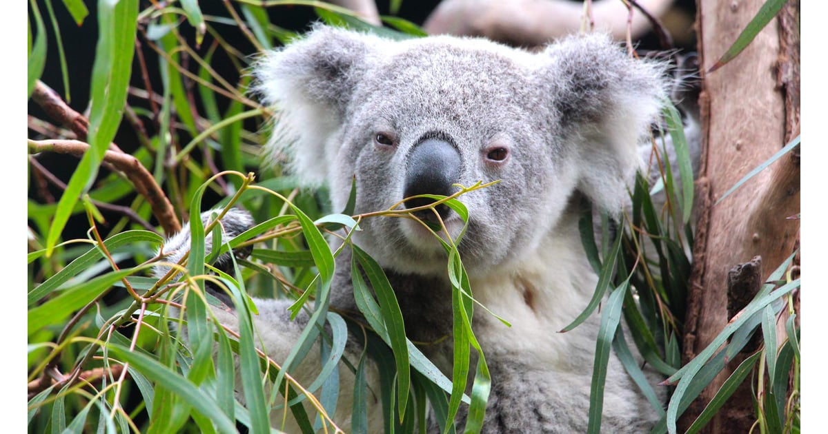 Koalas and Kangaroos: Get to know Australia's Cuddliest Critters | The ...
