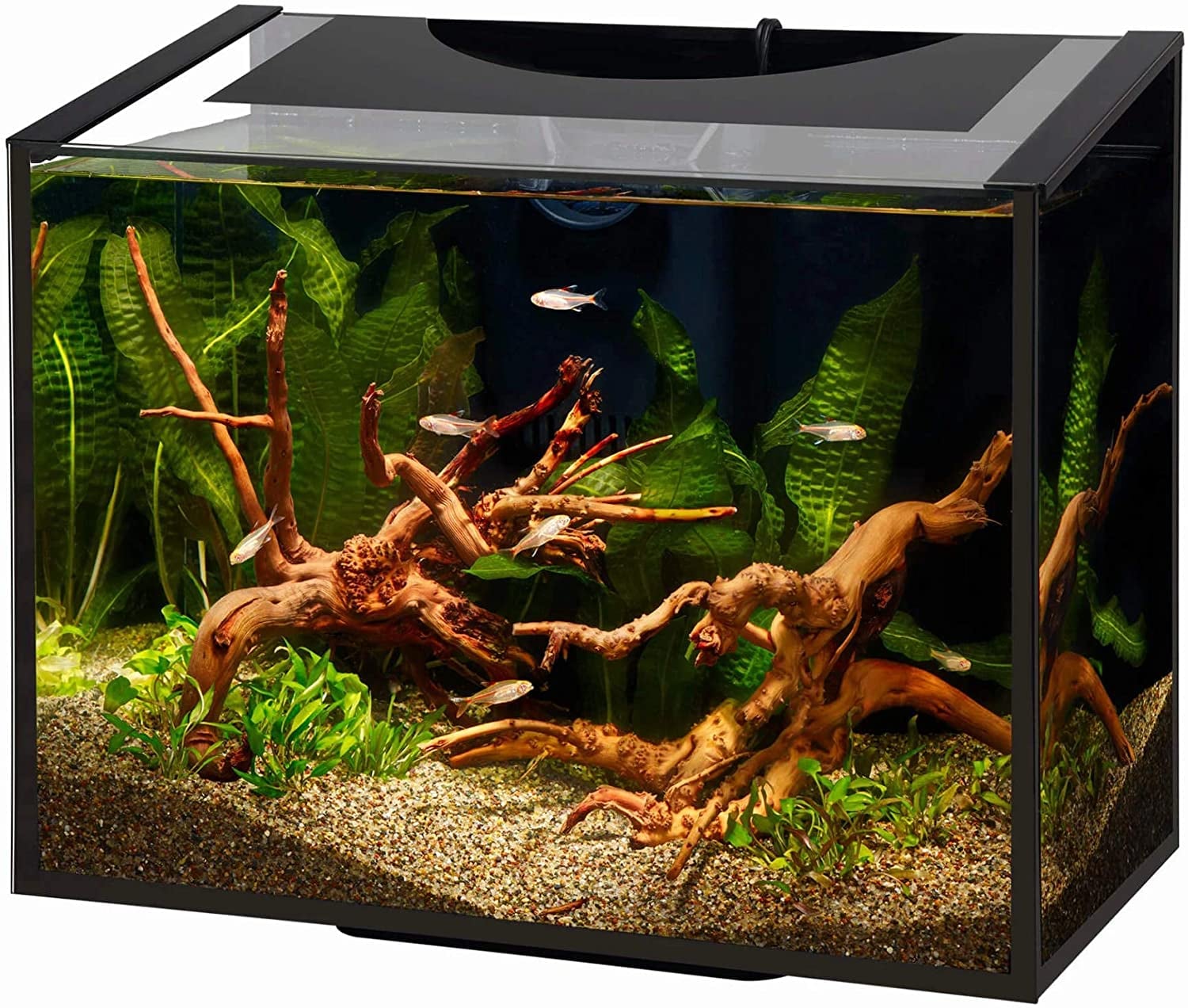 The 20 Best Fish Tanks for Beginners | POPSUGAR Pets
