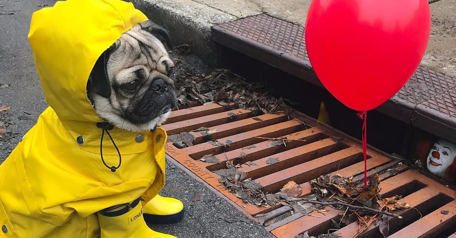 Doug the Pug It Remake | PS Entertainment