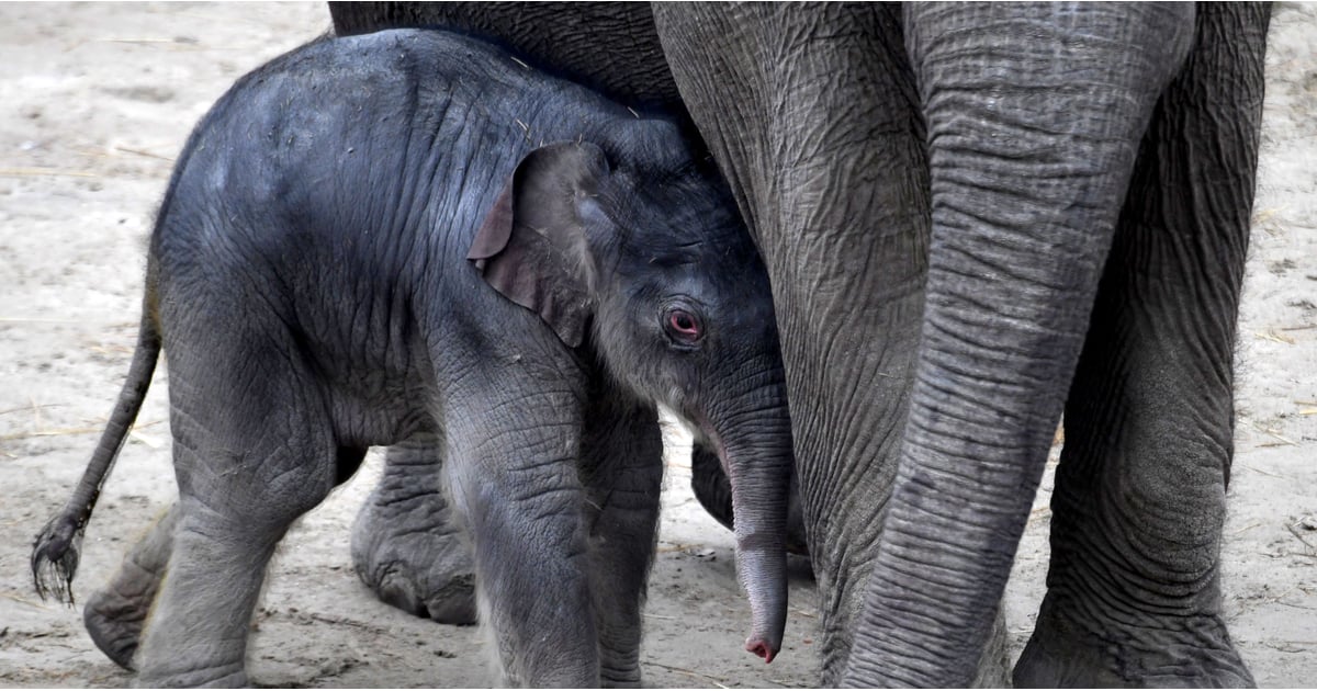 Trump Lifts Ban on Elephant Hunting Imports | POPSUGAR News