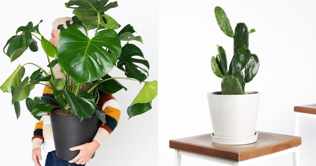 Best Online Plant Delivery Services | POPSUGAR Home