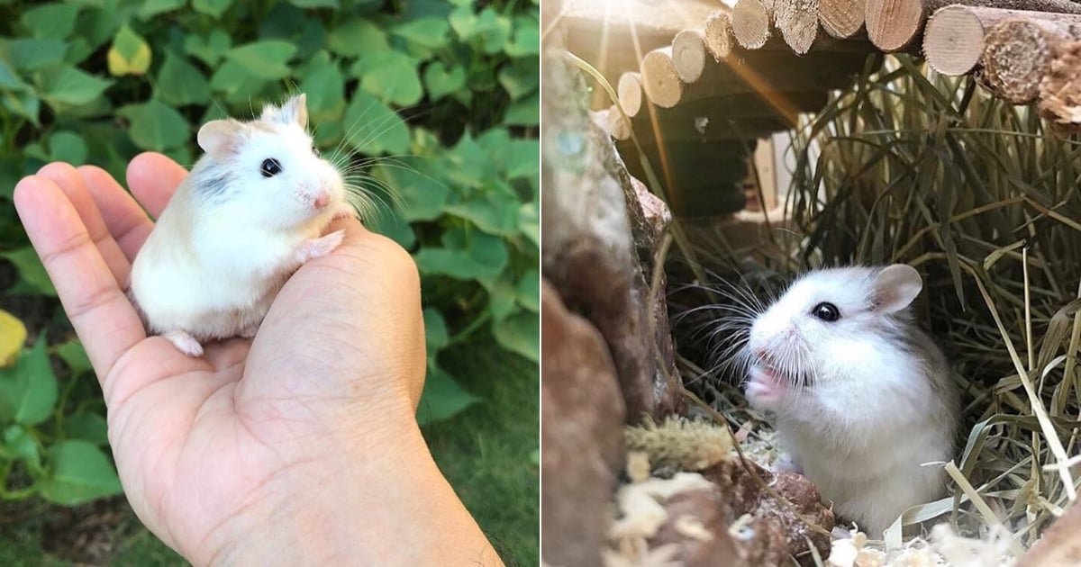 Cute Photos of the Welly Hamsters on Instagram | POPSUGAR Pets