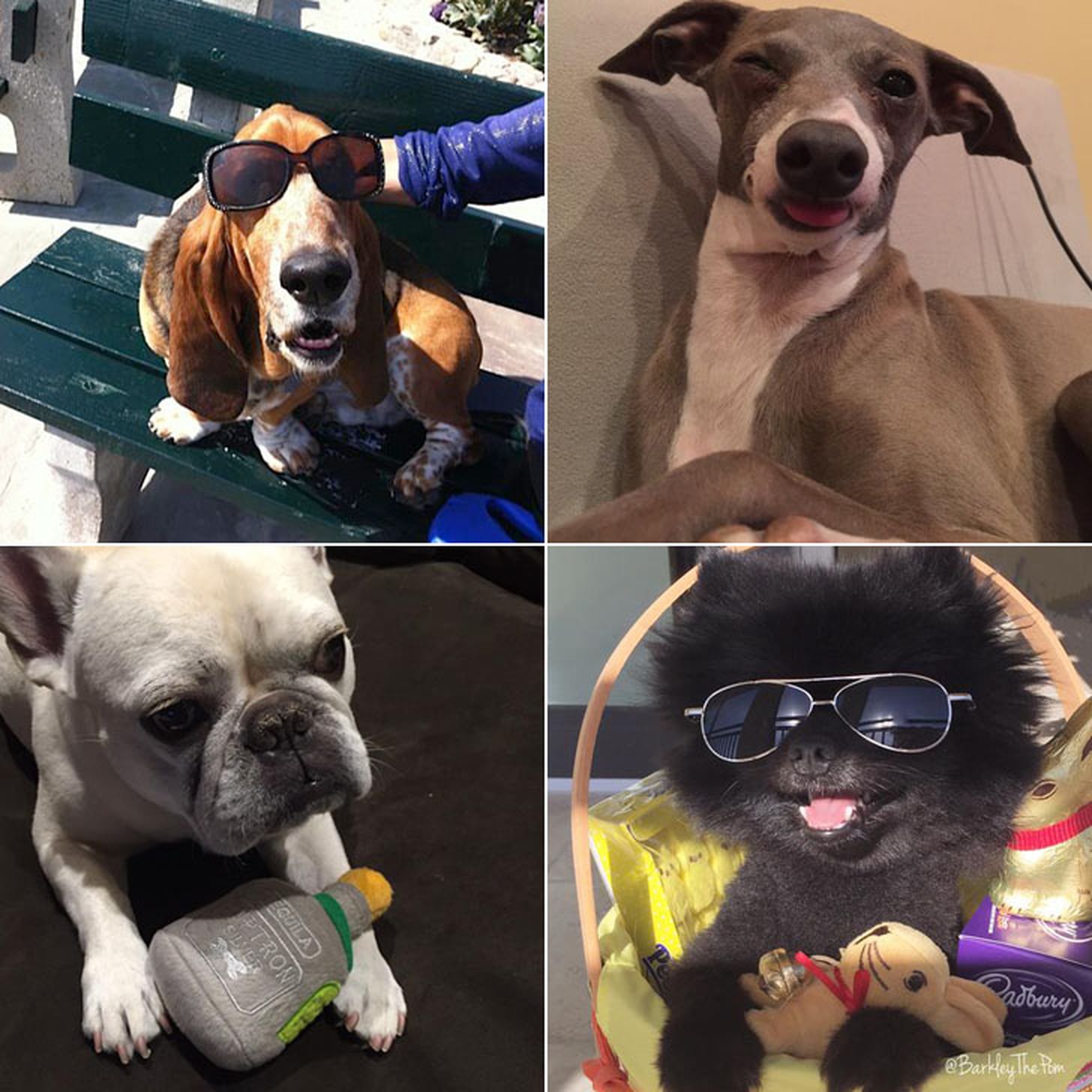 Most Famous Dogs on Twitter | PS Pets