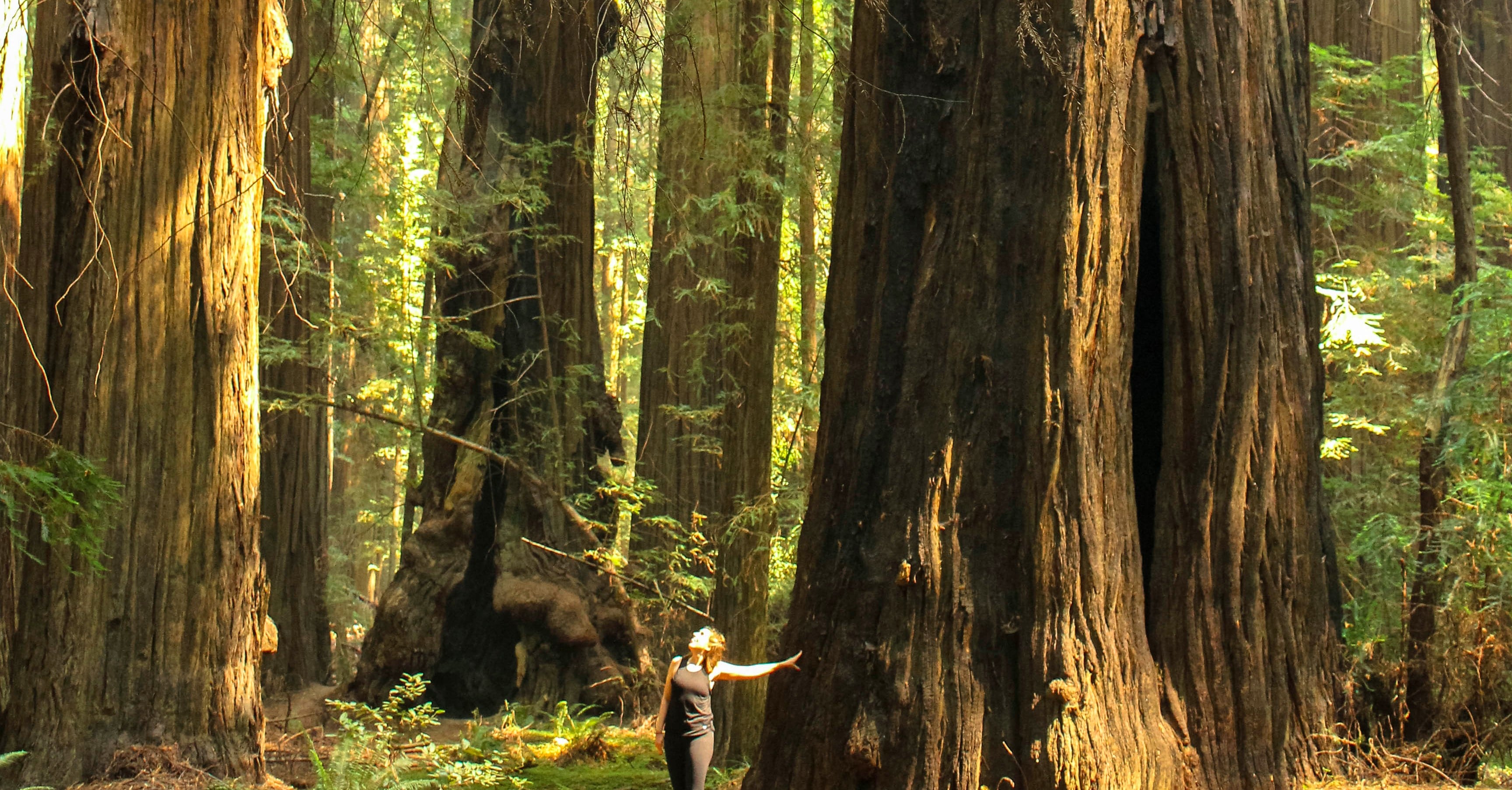 Redwood National Park Photos | POPSUGAR Smart Living