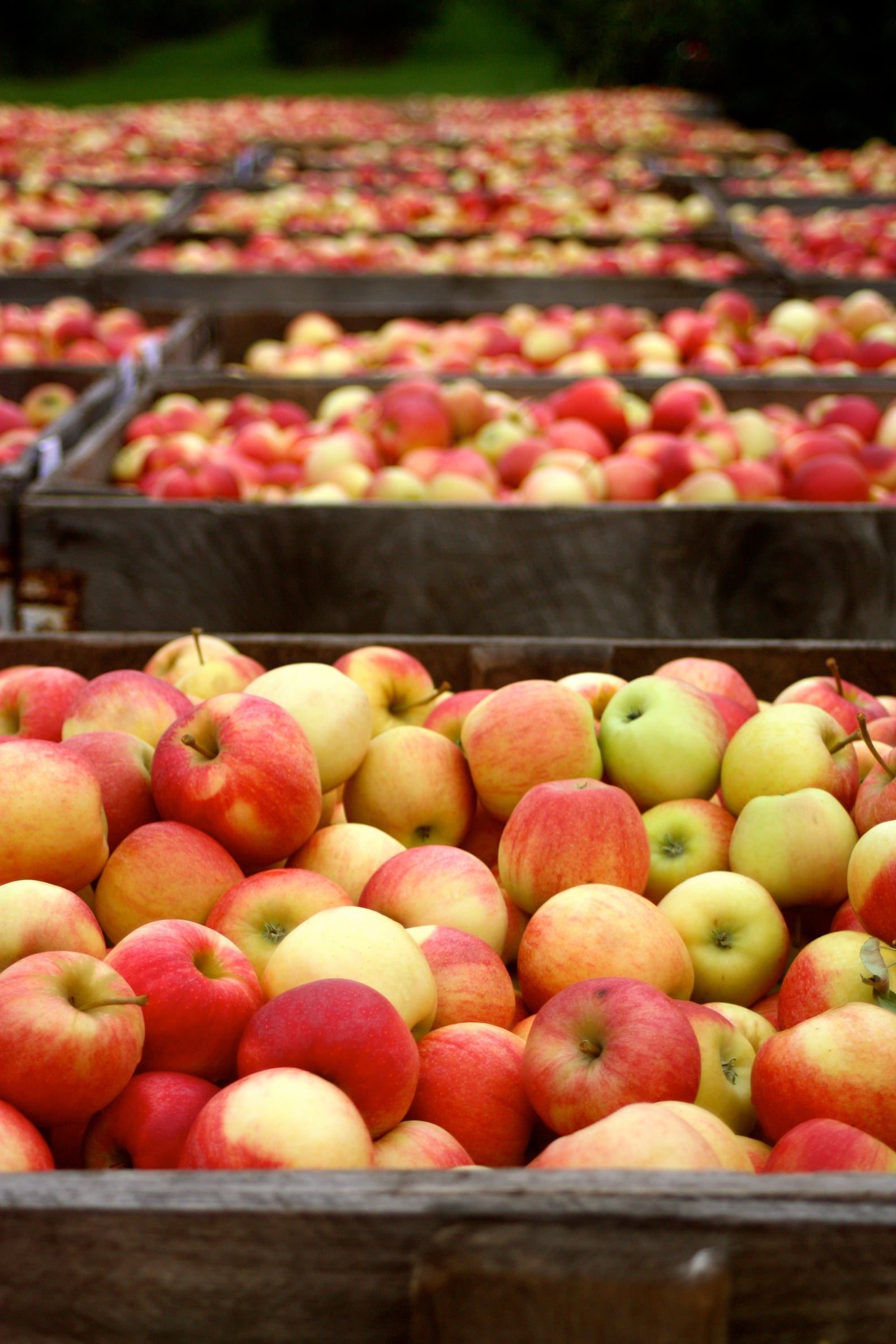 Best Apple Orchards in Michigan | PS Smart Living