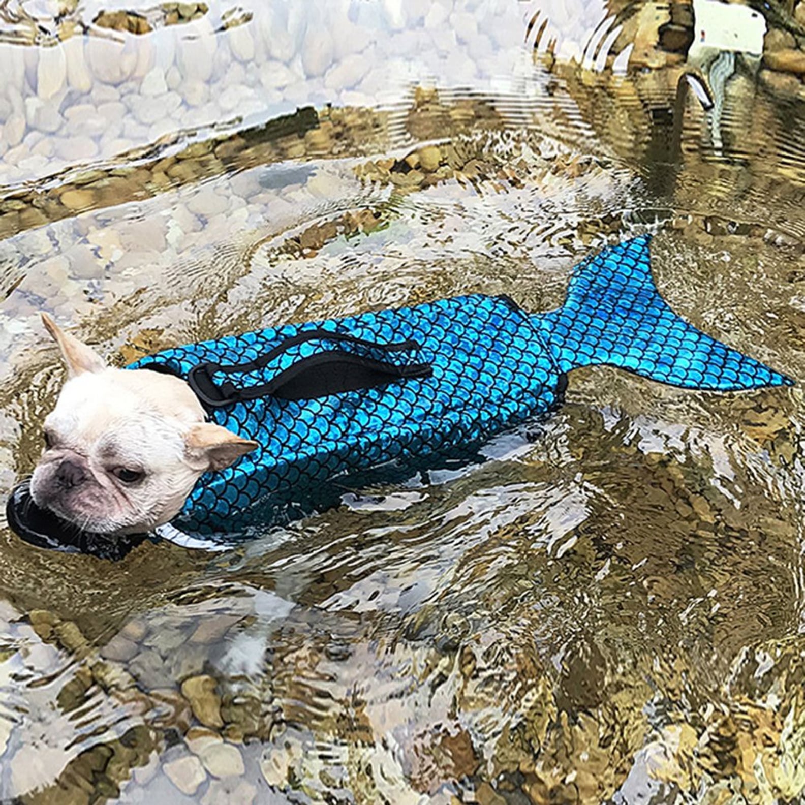 Shop These Mermaid Life Jackets For Dogs | PS Family