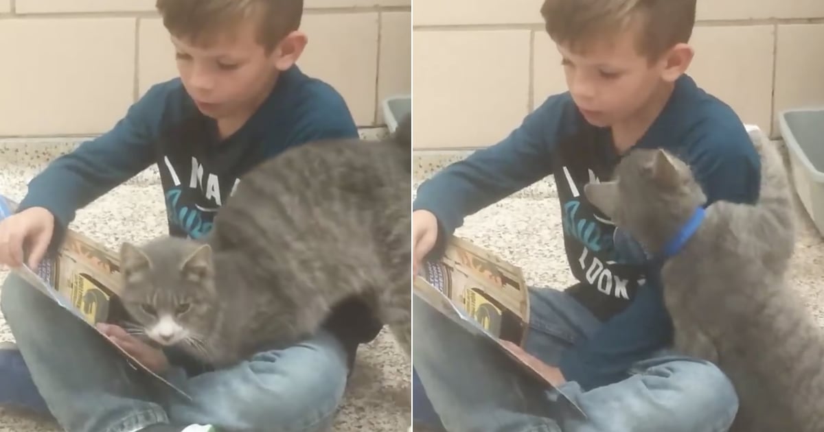 Little Boy Reading to Shelter Cat | Video | POPSUGAR Pets