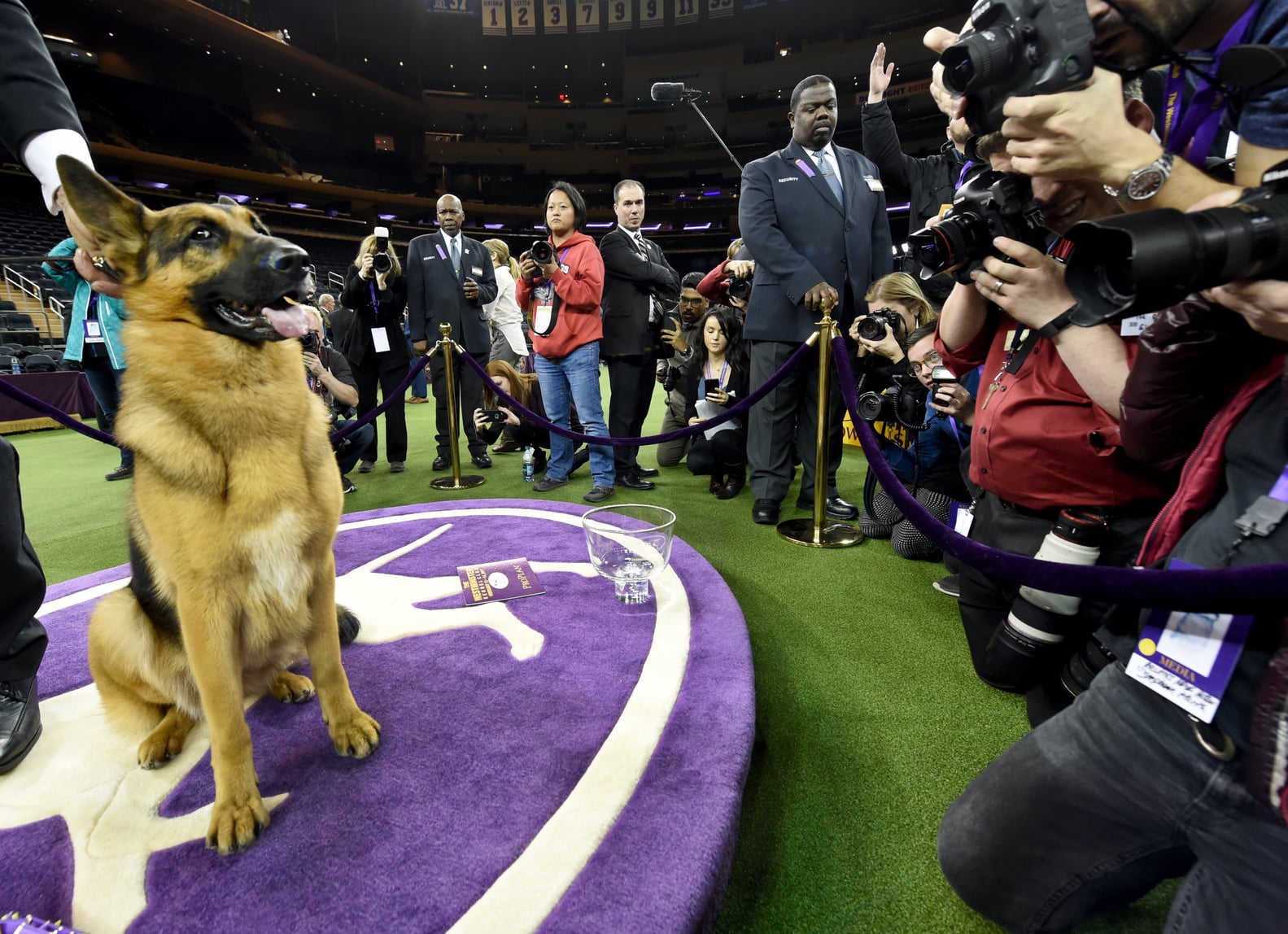 Rumor the German Shepherd Wins Best in Show at Westminster | PS Pets