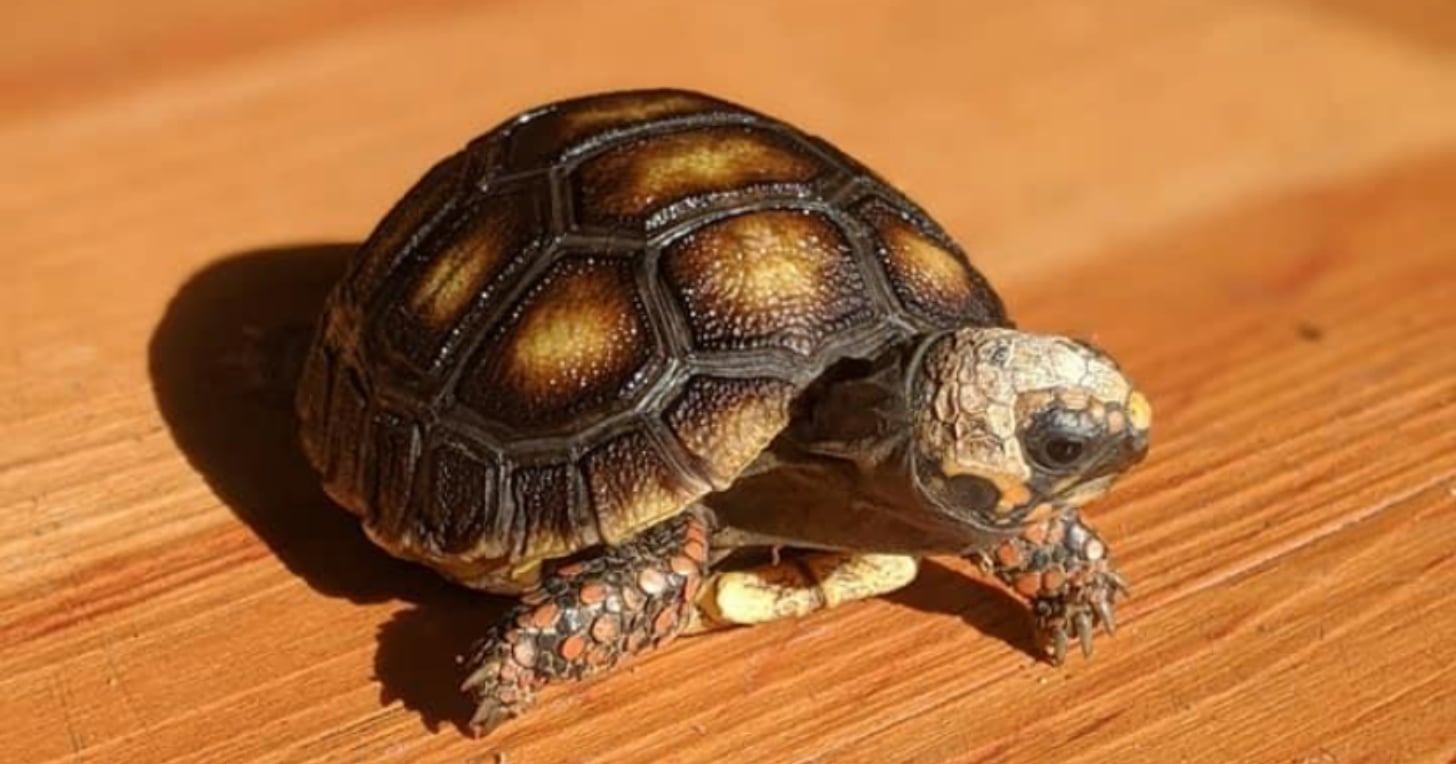 How Can I Tell If My Tortoise Is Sick? | PS Pets