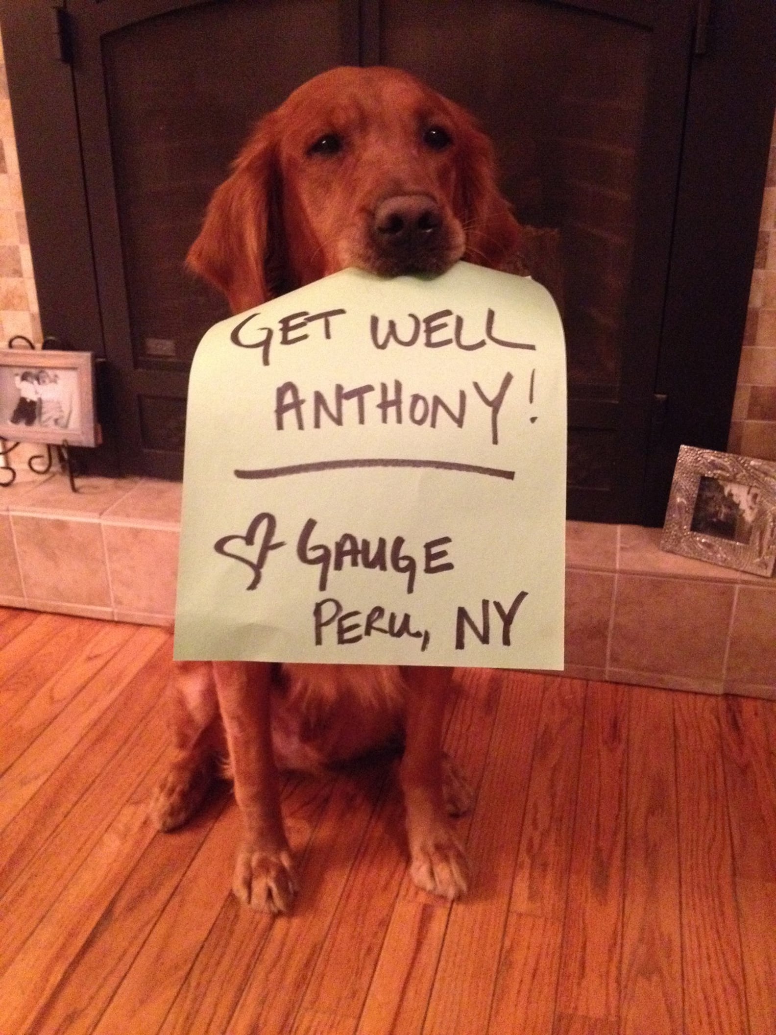 Photo Doggies For Anthony Facebook Movement | POPSUGAR Tech