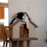 Funny Cat GIFs | POPSUGAR Tech