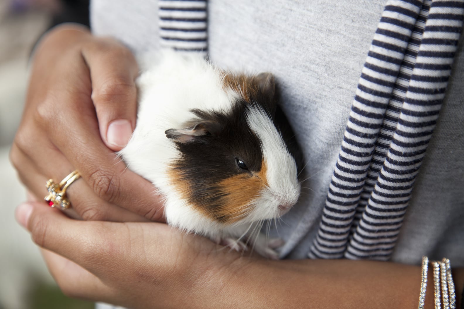 9 Best Small Pets For Cuddling | PS Pets