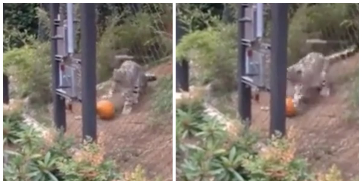 Snow Leopard Playing With a Pumpkin | Video | PS Pets