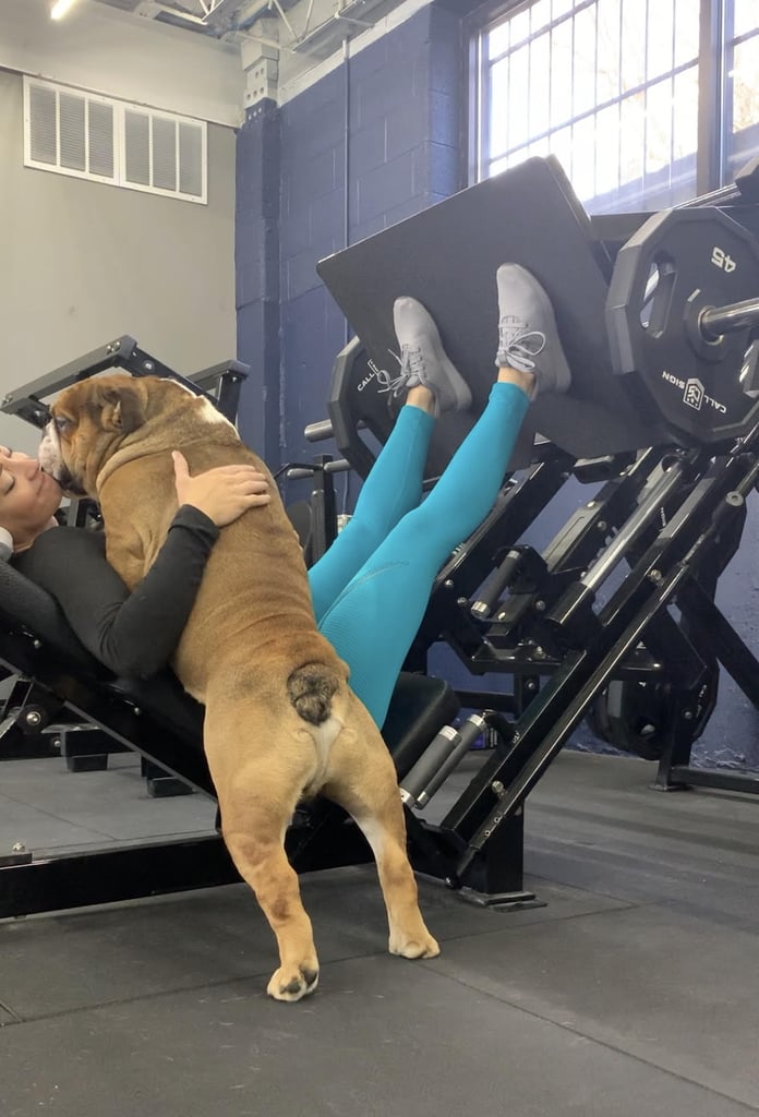 English Bulldog Gus on Instagram Working Out With Owner | POPSUGAR Fitness