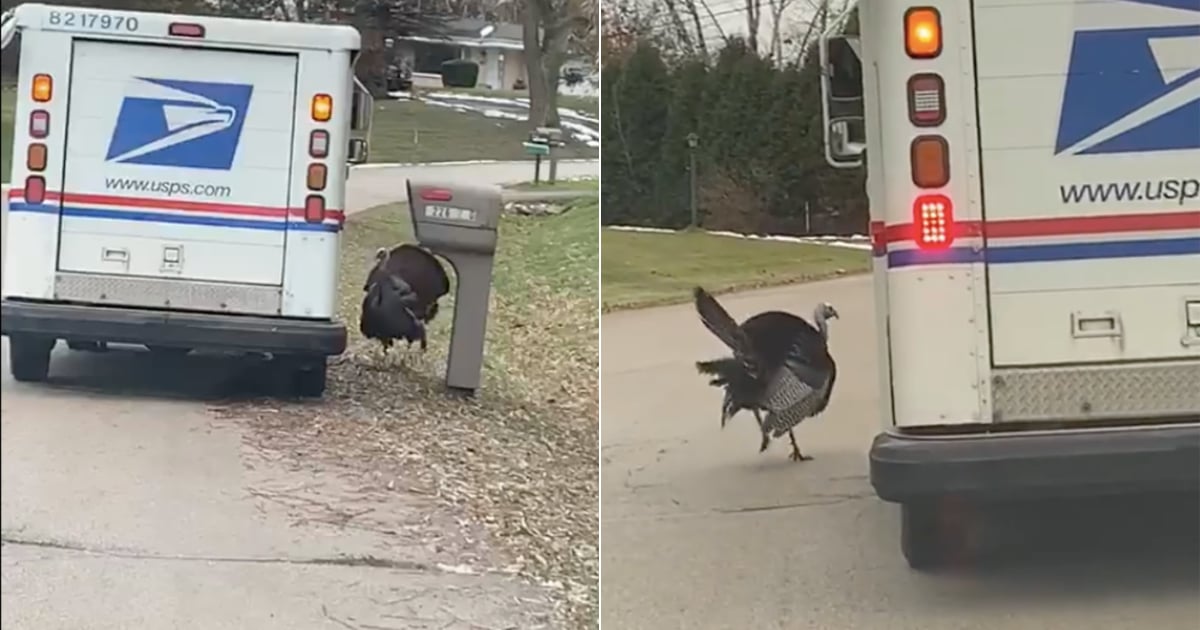 Video of Turkey Following Mail Truck Around a Neighborhood | PS Pets