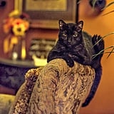 Funny Photos of Evil Cats | POPSUGAR Pets