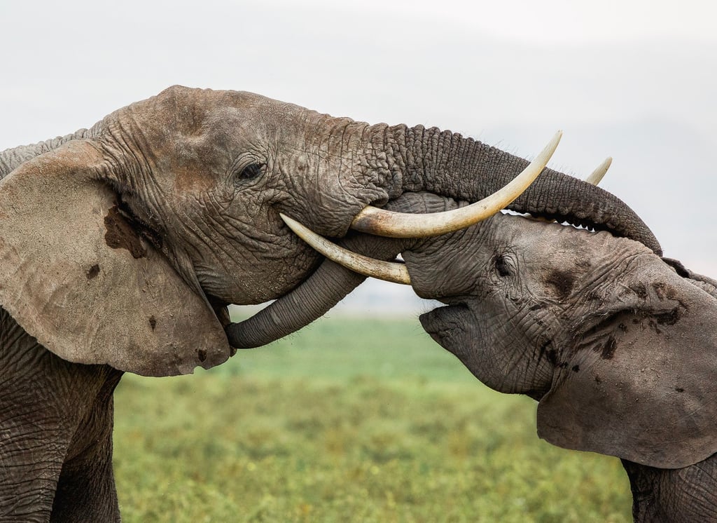 African Wildlife Photos by Susan Portnoy | POPSUGAR Pets