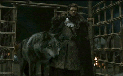 Grey Wind | Where Are the Starks' Direwolves on Game of Thrones ...