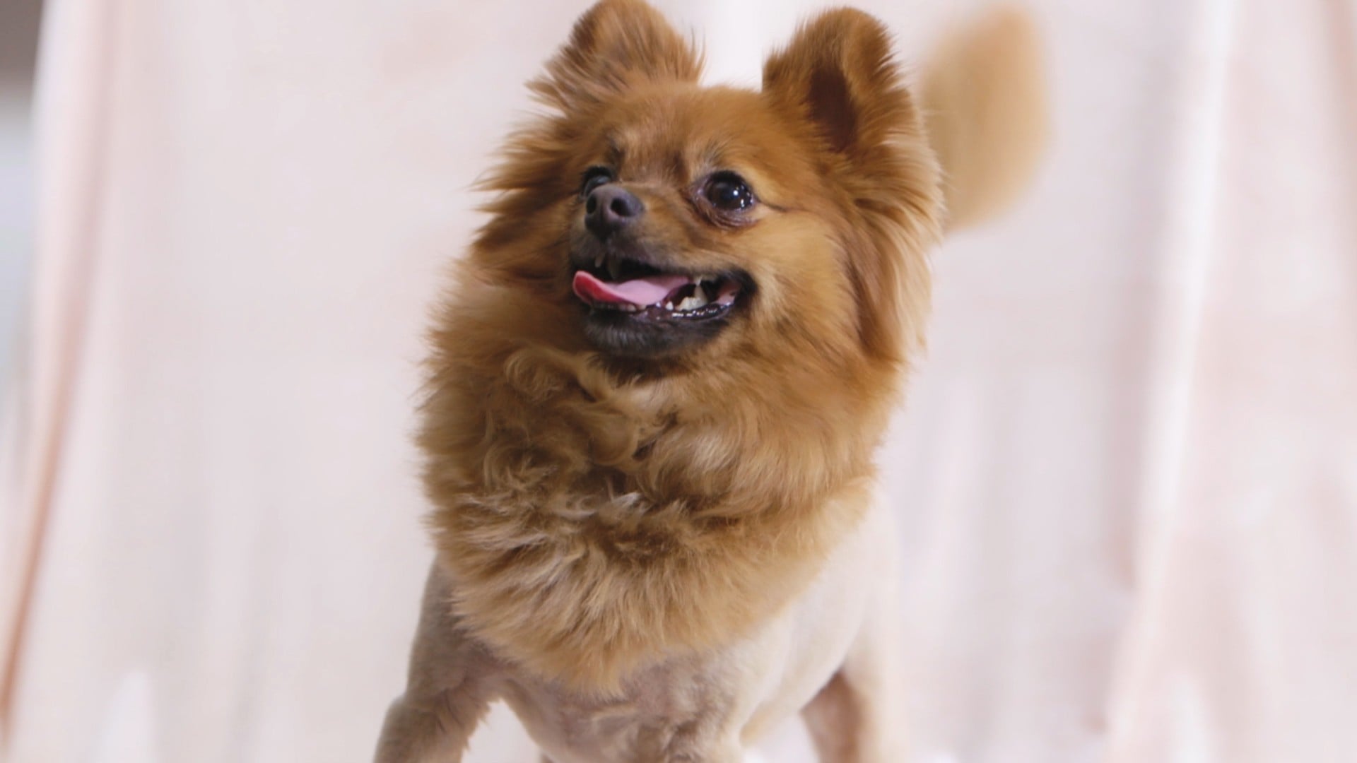 Puppy Blowouts Video | PS Beauty