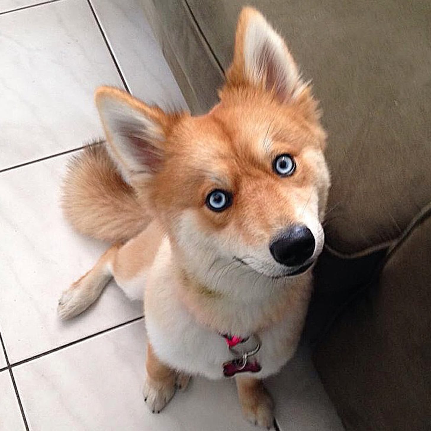 Mya the Pomsky Instagram | PS Pets