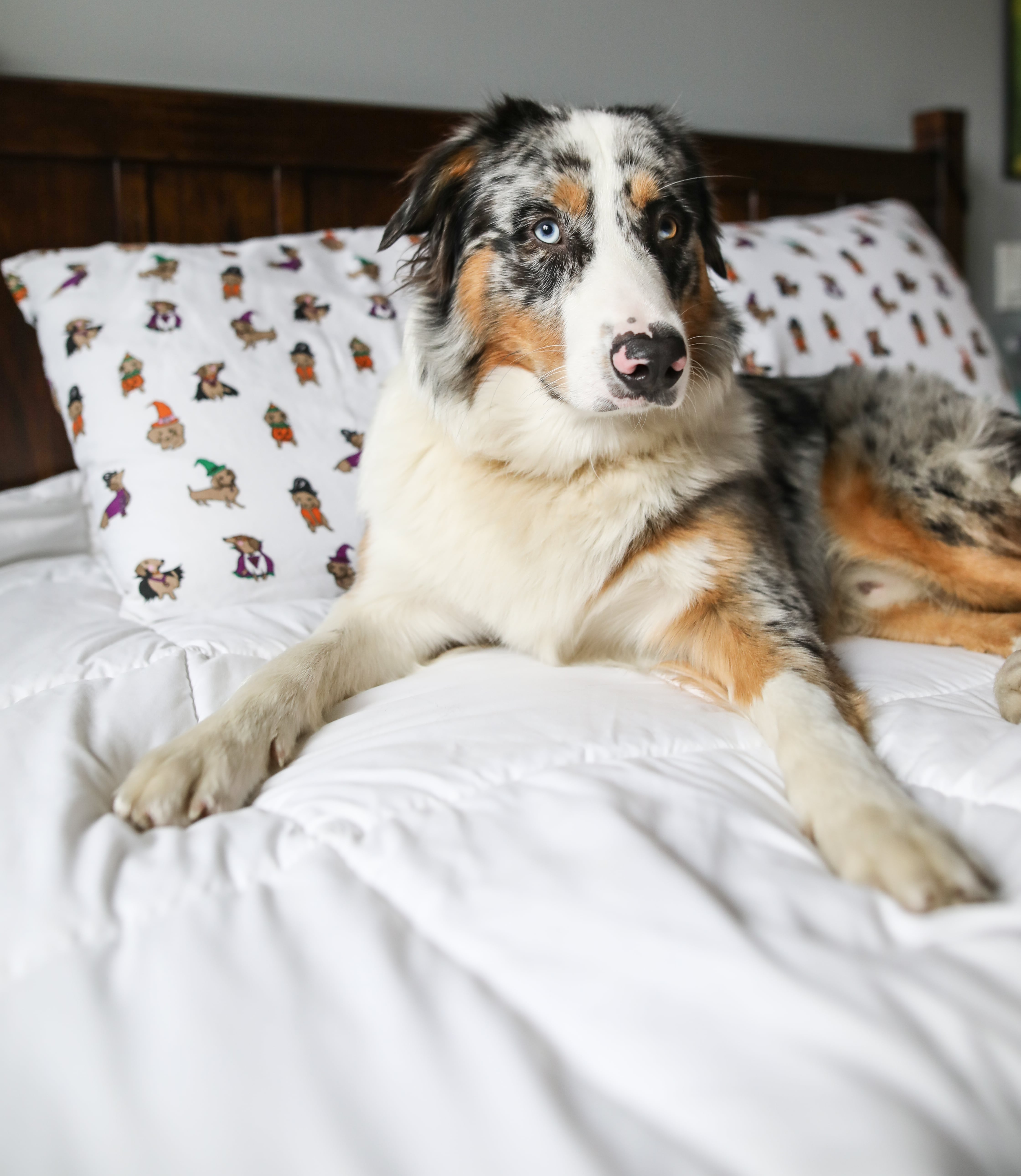 Full Grown Australian Shepherd