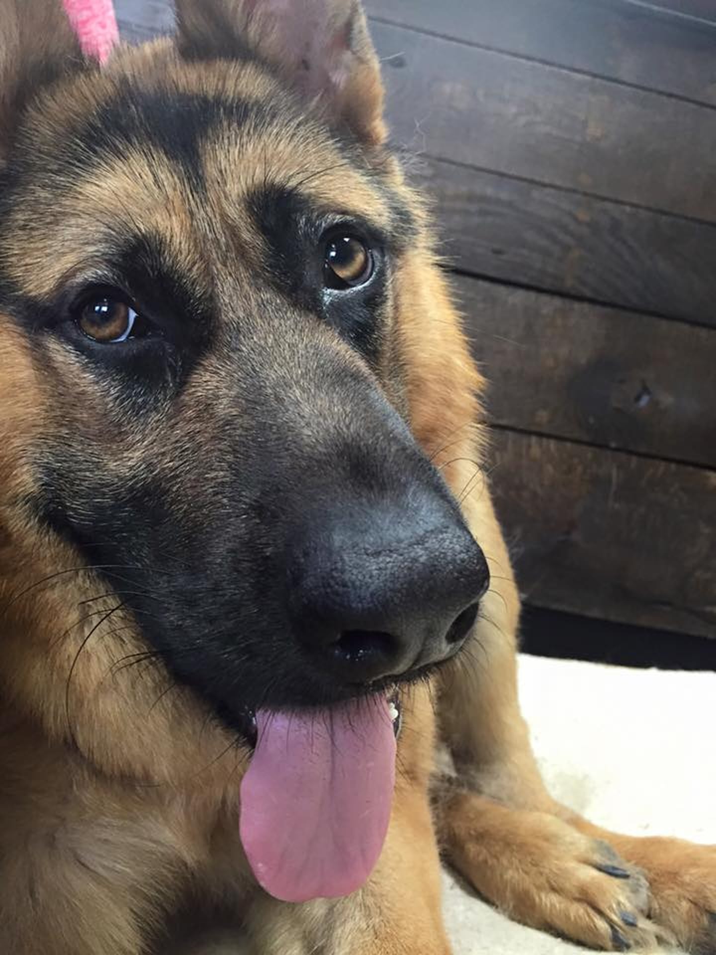 Quasi the Short Spine Dog | PS Pets