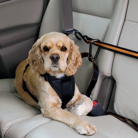 What to Bring on a Road Trip With Pets | POPSUGAR Pets