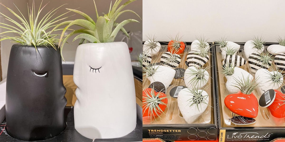 Target Has Cute Kissing Succulents For Valentine's Day | POPSUGAR Home