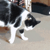 Funny Cat GIFs | POPSUGAR Tech