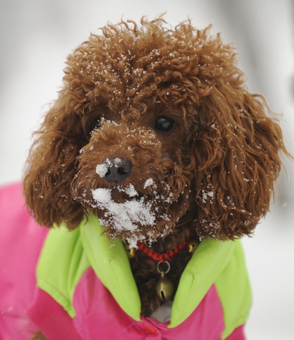 Photos of Cute Dogs Wearing Puffy Coats | PS Pets