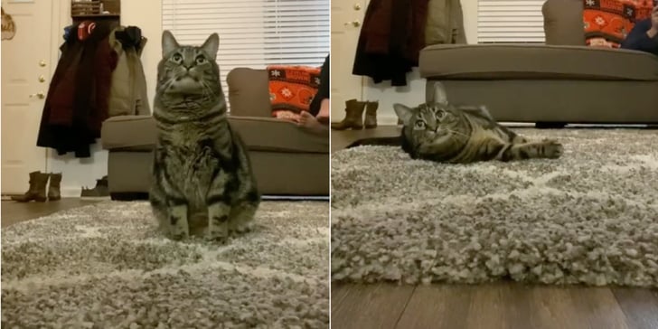 Cat This or That Challenge Funny TikTok Video | POPSUGAR UK Pets