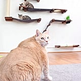 Photos of Bronson the 33-Pound Cat | POPSUGAR Family