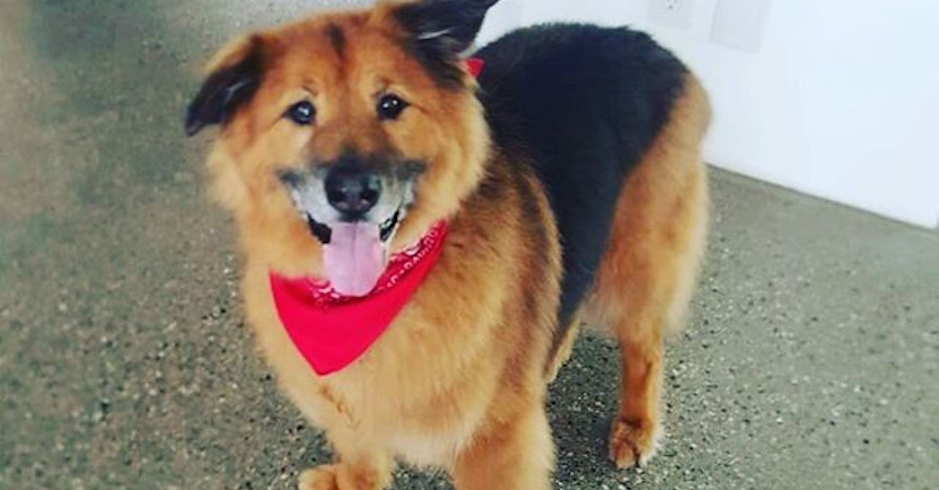 Chelsea Handler's Dog Chunk Dies | PS Celebrity